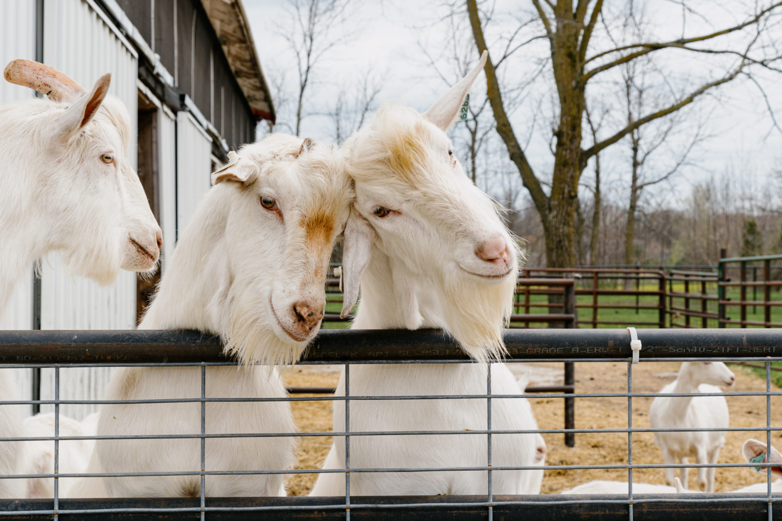 Celebrate National Goat Cheese Month - Seward Community Co-op
