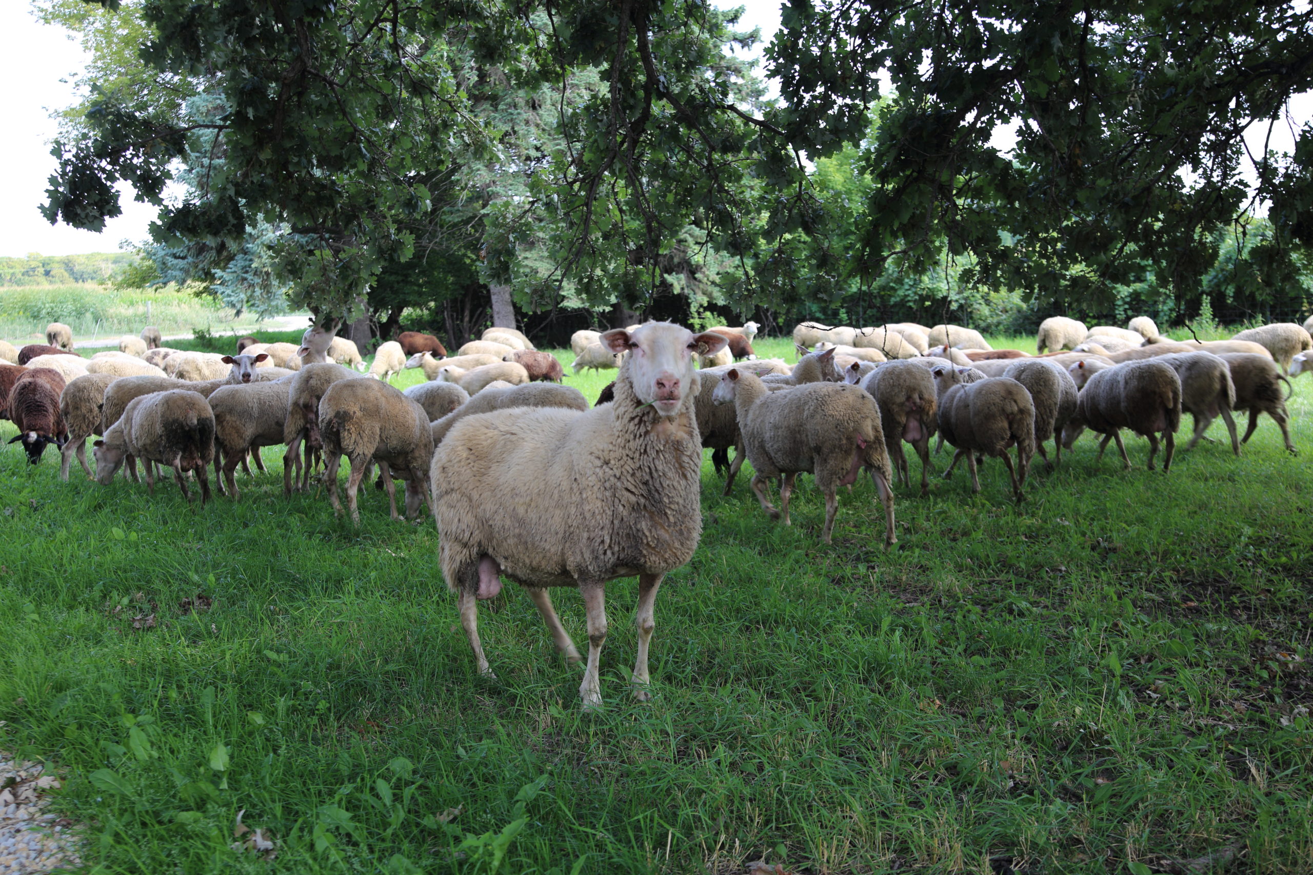 Shepherd’s Way Farms - Seward Community Co-op
