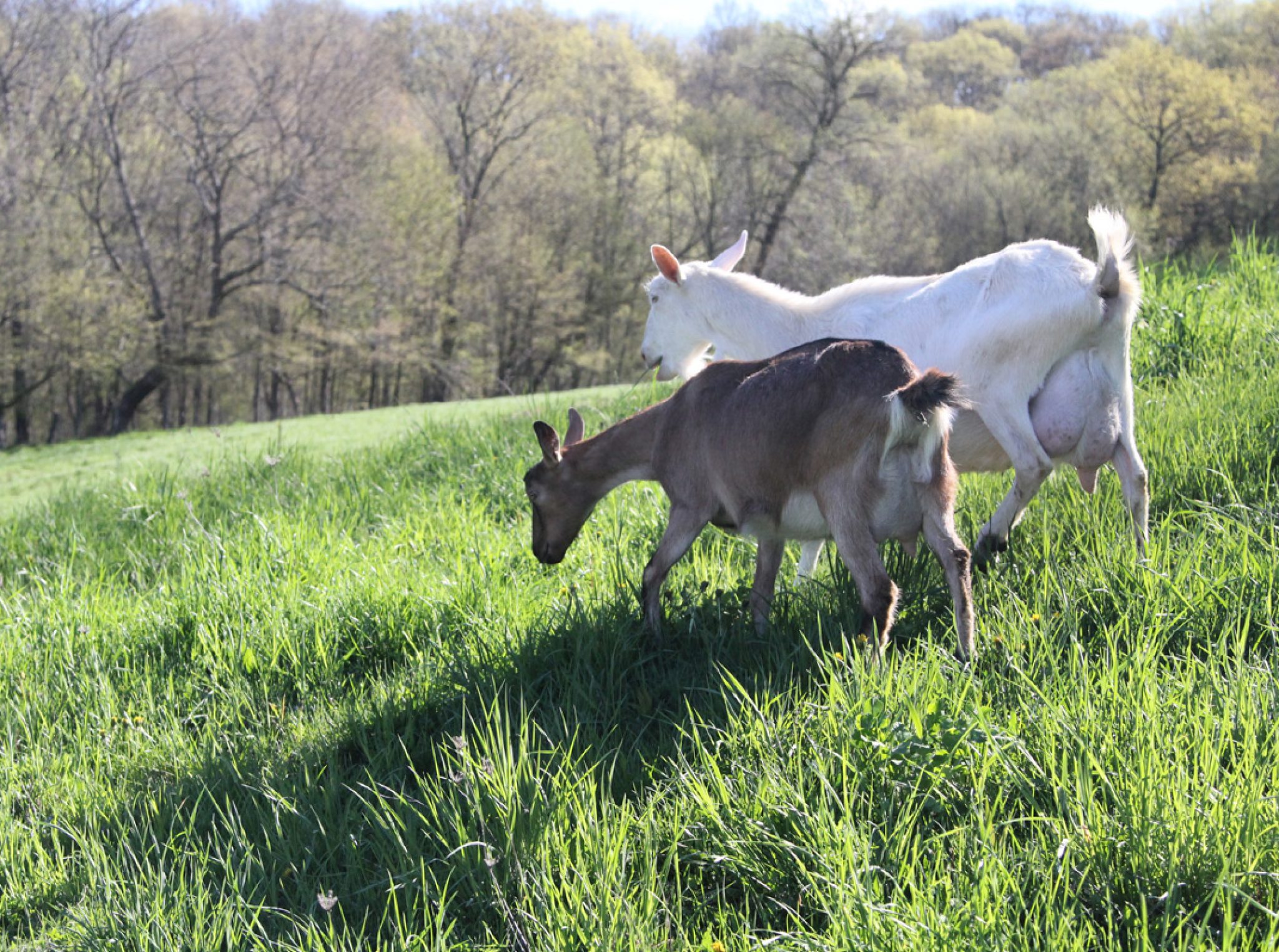 Natural Valley Goat Cheese - Seward Community Co-op