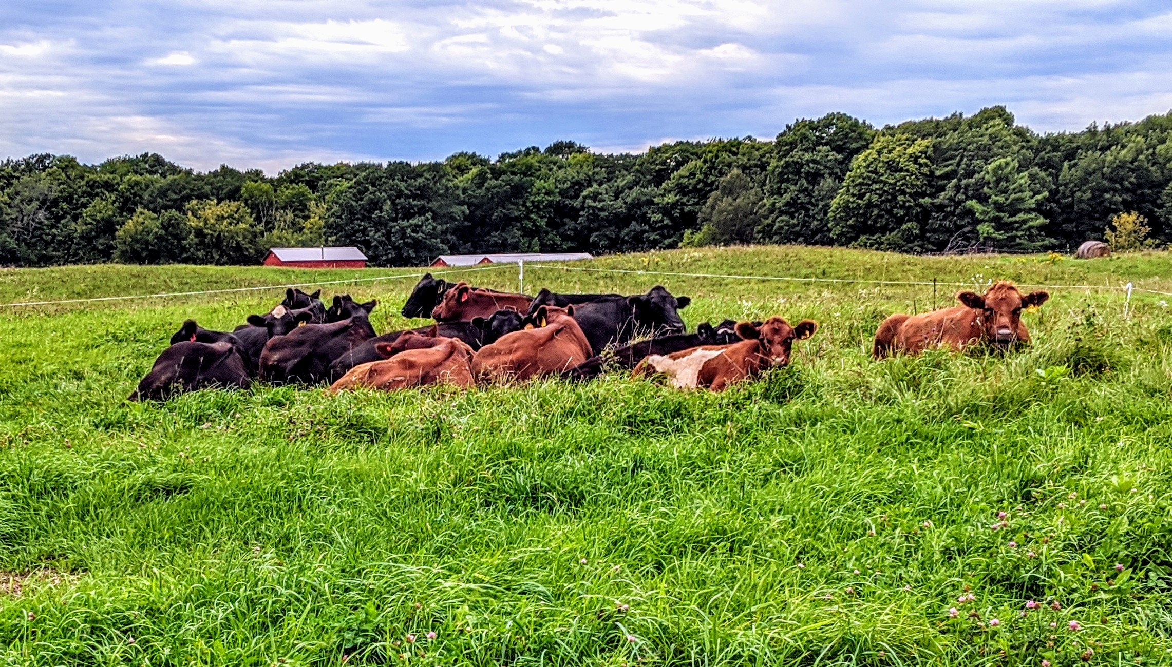Johnson Family Pastures - Seward Community Co-op