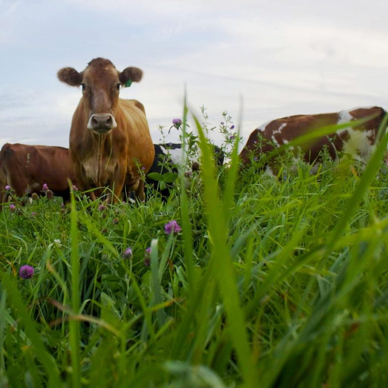 Rochdale Farms Cooperative - Seward Community Co-op