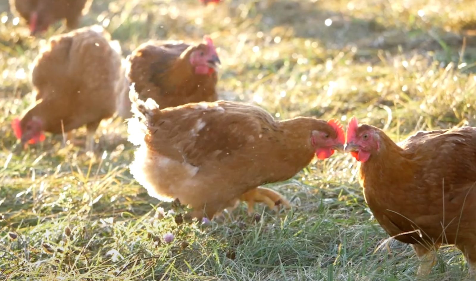 Tree-Range® Chicken - Seward Community Co-op